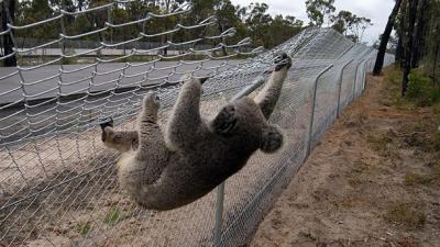 China Galvanized Chain Link fence 2.4m x 10mx50mmx50mmx2.5mm  Victoria for sale