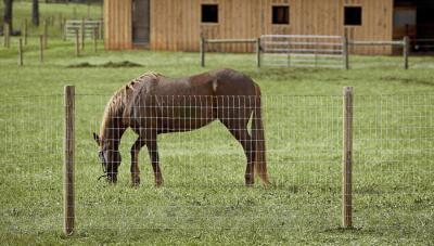China Galvanized Wire Mesh Garden field fence 330 feet Zoo Wild Fencing Roll Hardware for sale