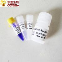 China FSTM Taq Mix Direct for Blood  #P2071a 1ml for sale