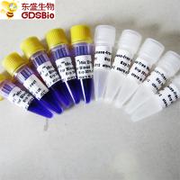 China PCR Master Mix FSTM Taq Mix Direct for Blood #P2072a 5 ml for sale