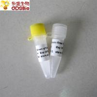 China SYBR Green qPCR Mix for Roche Biorad DNA real time PCR 5ml for sale