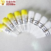 China SYBR Green qPCR Mix low ROX+ for Roche ABI DNA real time PCR for sale