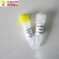 China SYBR Green qPCR Mix low ROX+ for Roche ABI DNA real time PCR for sale