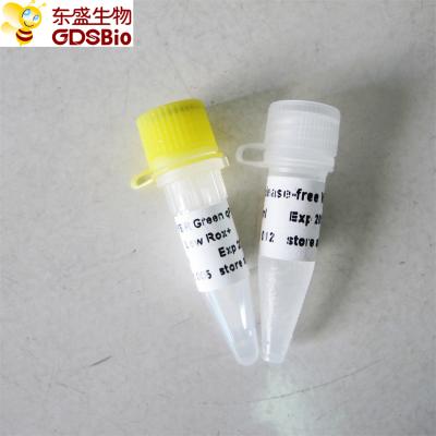 China SYBR Green qPCR Mix low ROX+ for Roche ABI DNA real time PCR for sale
