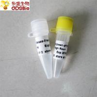 China SYBR Green qPCR Mix high ROX+ for ABI DNA real time PCR for sale