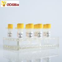 China SYBR Green qPCR Mix with ROX for ABI Roche DNA real time PCR for sale