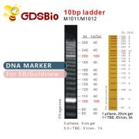 China 10bp Ladder DNA Marker M1011 (50μg)/M1012 (50μg×5) for sale