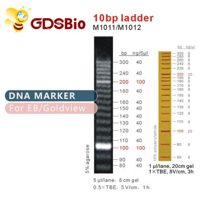 China 10bp Ladder DNA Marker M1011 (50μg)/M1012 (50μg×5) for sale