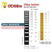 China High Purity Reagents 20bp DNA Marker Ladder Gel Electrophoresis for sale