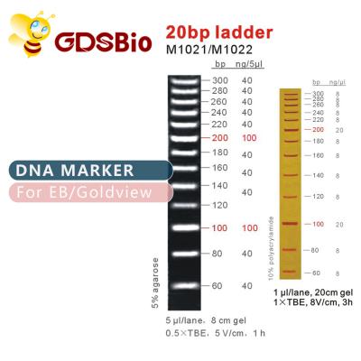 China High Purity Reagents 20bp DNA Marker Ladder Gel Electrophoresis for sale