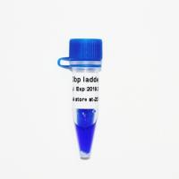 China 100bp Ladder DNA Marker M1061 (50μg)/M1062 (50μg×5) for sale