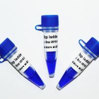 China 100bp Ladder DNA Marker M1061 (50μg)/M1062 (50μg×5) for sale