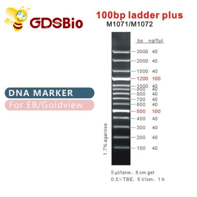 China 100bp Ladder Plus DNA Marker M1071 (50μg)/M1072 (50μg×5) for sale
