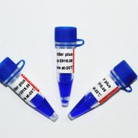 China 100bp Ladder Plus DNA Marker M1071 (50μg)/M1072 (50μg×5) for sale