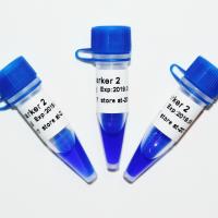 China Marker 2 DNA ladder M1091 (50μg)/M1092 (50μg×5) for sale