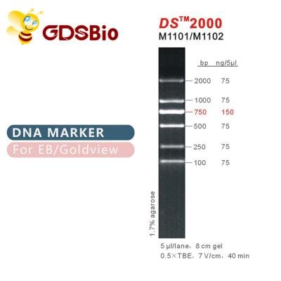 China DS 2000 DNA Marker Ladder M1101 (50μg)/M1012 (50μg×5) for sale