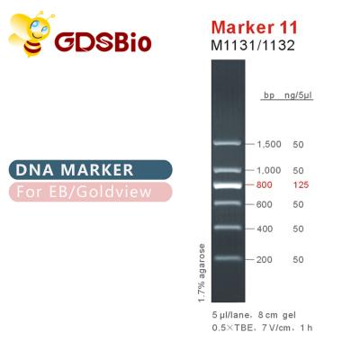 China Marker 11 DNA ladder M1131 (50μg)/M1132 (5×50μg) for sale