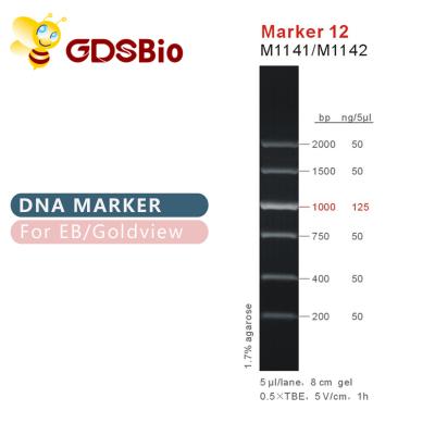 China Marker 12 DNA ladder M1141 (50μg)/M1142 (5×50μg) for sale