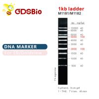 China 1kb Ladder 1000bp DNA Marker Ladder Gel Electrophoresis for sale