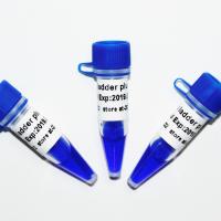 China 1kb Ladder Plus 1000bp DNA Marker M1191 (50μg)/M1192 (5×50μg) for sale