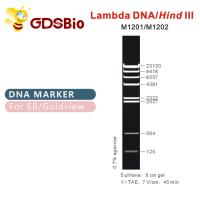 China λDNA/Hind Ⅲ DNA Marker ladder M1201 (50μg)/M1202 (5×50μg) for sale