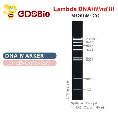China λDNA/Hind Ⅲ DNA Marker ladder M1201 (50μg)/M1202 (5×50μg) for sale