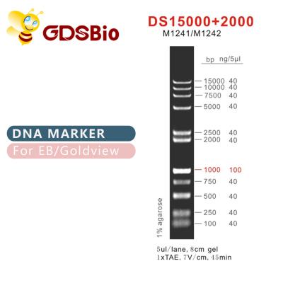 China DS 15000+2000 DNA Marker ladder M1241 (50μg)/M1242 (5×50μg) for sale