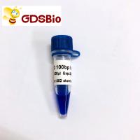 China 100bp Ladder Gel Electrophoresis DNA Marker 60 Preps for sale