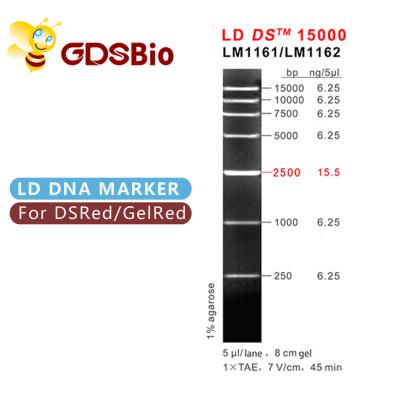 China LD DS 15000bp 15kb DNA Marker Ladder LM1161 (50 preps)/LM1162 (50 preps×5) for sale