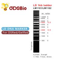 China LD 1kb Ladder 1000bp DNA Marker LM1181 (50 preps)/LM1182 (50 preps×5) for sale