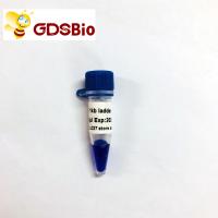 China LD 1kb Ladder 1000bp DNA Marker LM1181 (50 preps)/LM1182 (50 preps×5) for sale
