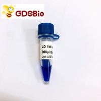 China 1000bp DNA Marker Electrophoresis , Gel Electrophoresis 1 Kb Dna Ladder for sale