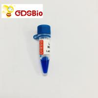 China 10000bp 10kb DNA Ladder Electrophoresis High Purity Reagents for sale