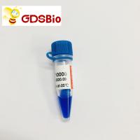 China 10000bp 10kb DNA Ladder Electrophoresis High Purity Reagents for sale