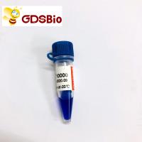 China 10000bp 10kb DNA Ladder Electrophoresis High Purity Reagents for sale