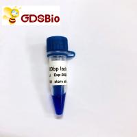 China LD 500bp Ladder LM1251 (60 preps)/LM1252 (60 preps×3) for sale