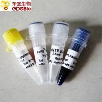 China PCR QPCR FS Taq DNA Polymerase P1071 P1072 P1073 P1074 for sale