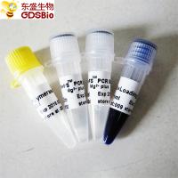 China PCR QPCR FS Taq DNA Polymerase P1071 P1072 P1073 P1074 for sale