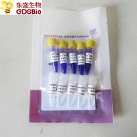 China FS PCR Mix For DNA RNA Nucleic Acid Detection P2071 P2072 for sale