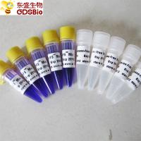 China FS PCR Mix For DNA RNA Nucleic Acid Detection P2071 P2072 for sale