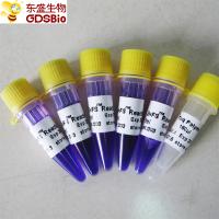 China FS PCR Master Mix PCR Kit For DNA RNA Nucleic Acid Detection P3072 1ml×5 for sale