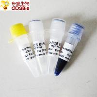 China Blue Buffer Taq Plus DNA Polymerase For PCR P1031 P1032 P1033 P1034 for sale