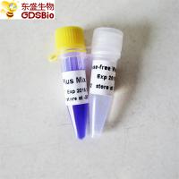 China 2x 1ml Plus High Fidelity Fast PCR Master Mix P2031 P2032 for sale