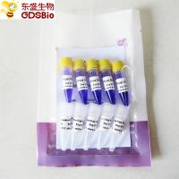 China 2x 1ml Plus High Fidelity Fast PCR Master Mix P2031 P2032 for sale