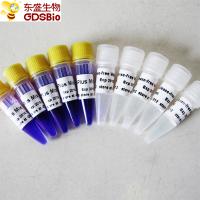 China 2x 1ml Plus High Fidelity Fast PCR Master Mix P2031 P2032 for sale