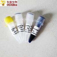 China Pfu DNA Polymerase for PCR P1021 P1022 P1023 P1024 for sale