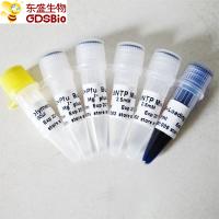 China Pfu DNA Polymerase for PCR P1021 P1022 P1023 P1024 for sale