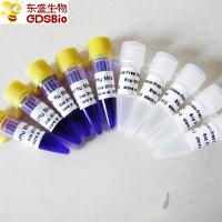 China Pfu PCR Reagent Mix 1ml×5 For DNA RNA Nucleic Acid PCR Detection P2022 for sale