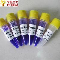 China Nucleic Acid PCR Detection Pfu Master Mix P3022 1ml×5 for sale
