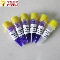 China 1ml×5 PCR Master Mix HS Kit For Nucleic Acid PCR Detection P3082 for sale